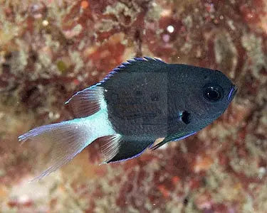 bicolour damselfish