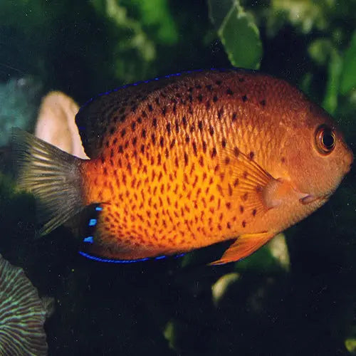 rusty angelfish