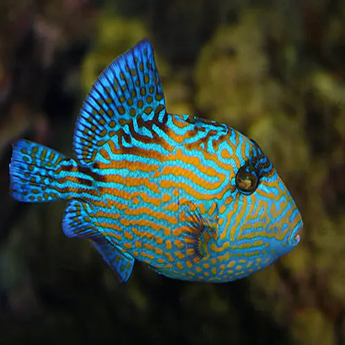 undulate triggerfish reef safe