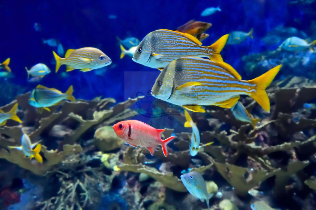 Marine Reef Fish: Colourful Species for Your Aquarium – Marine World ...