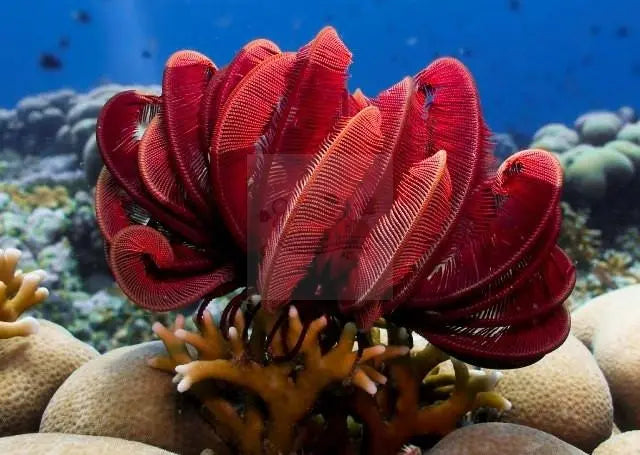Fascinating Facts About Feather Starfish – Marine World Aquatics