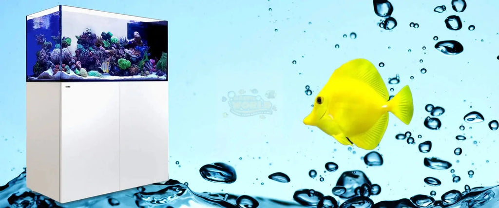 Marine World Aquatics: Your Go-To for Marine Life