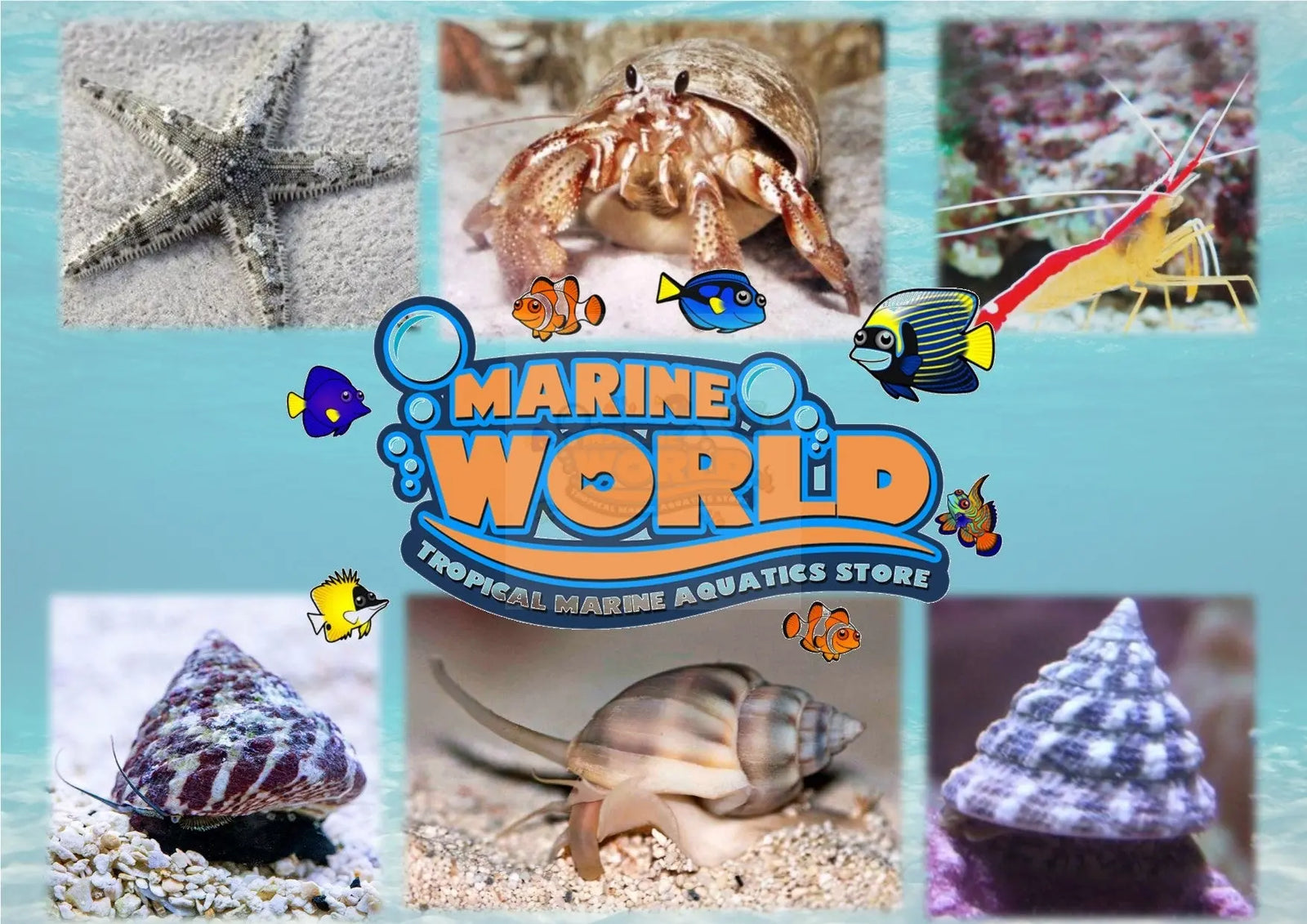 Aquatic Creatures Bundle: Snails, Crabs, Shrimp & Starfish – Marine ...