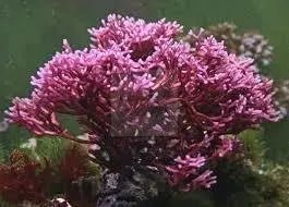 Red Birds Nest Algae - Vibrant Aquarium Addition