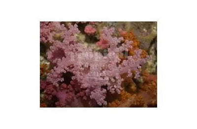 Discover Enchanting Soft Corals