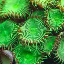 Explore Vibrant Polyps Collection – Marine World Aquatics