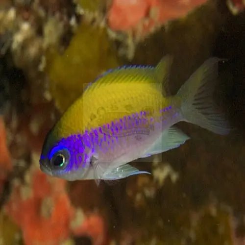 Caribbean Sunset Chromis | Vibrant Fish for Aquarium – Marine World ...
