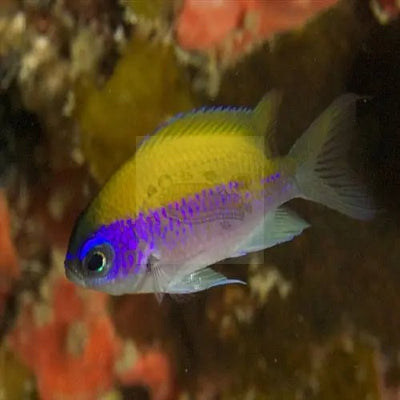 Exquisite Damsels Fish Collection – Marine World Aquatics