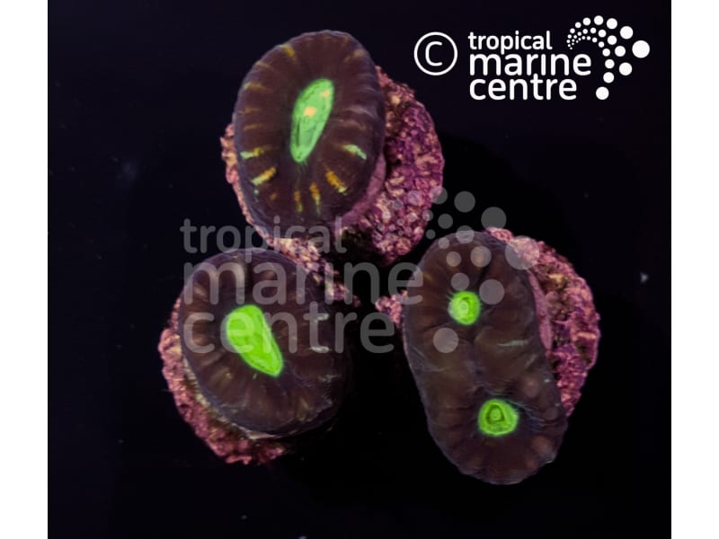 Caulastraea Coral Frag for Aquariums – Marine World Aquatics