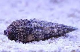 Cerith Snail for Marine Tanks – Marine World Aquatics