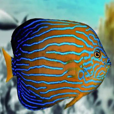 Angel Fish Collection | Marine World Aquatics
