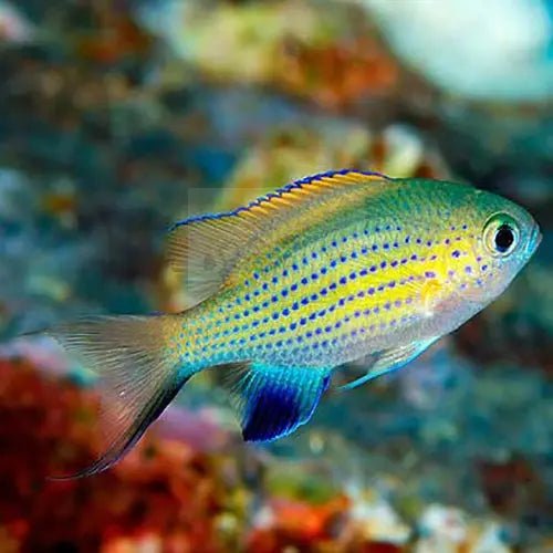 Chromis - Vanderbilt's Fish – Marine World Aquatics