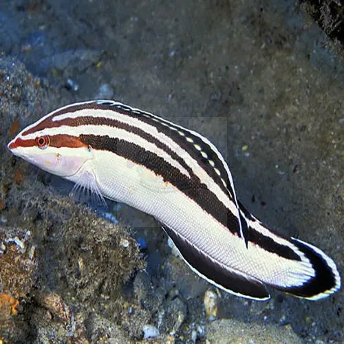 Clown Wrasse - Humbug Fish – Marine World Aquatics