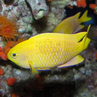 Exquisite Damsels Fish Collection – Marine World Aquatics