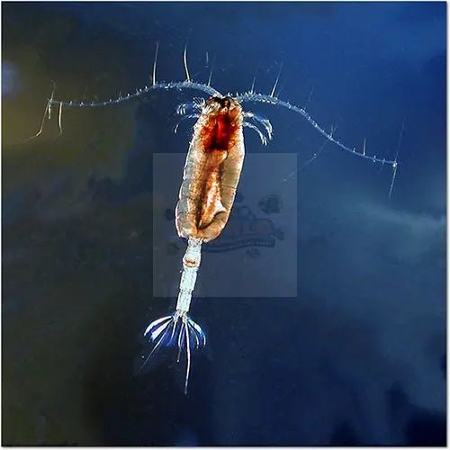 Discover Copepods - Versatile Aquatic Creatures