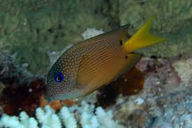 Blue Eye Tang - Vibrant Marine Fish – Marine World Aquatics