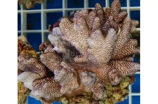 Vibrant Finger Coral - Best for Aquariums