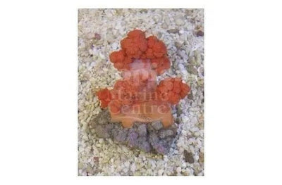Discover Enchanting Soft Corals