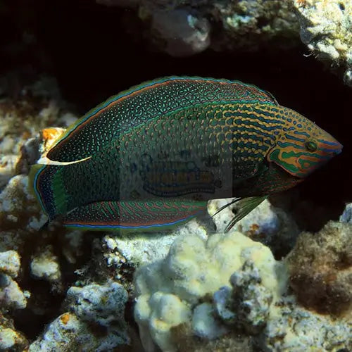 Adult Dusky Wrasse (Halichoeres marginatus) – Marine World Aquatics