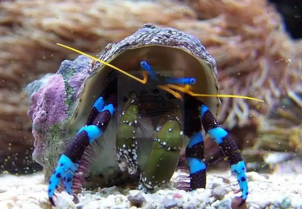Marine Hermit Crab