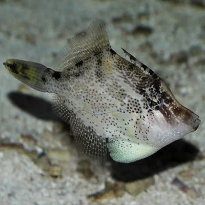 Discover Filefish Collection