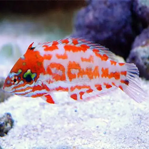 Leopard Wrasse - Red (Macropharyngodon choati) - Marine World Aquatics