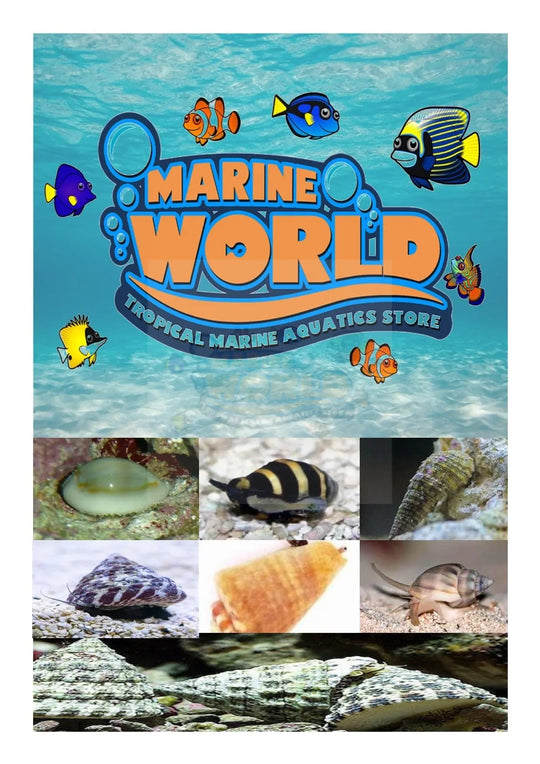 Marine Saltwater Clean Up Crew - Marine World Aquatics