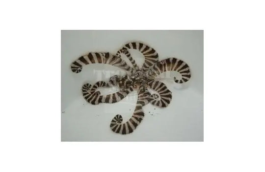 Octopus - Banded - (Octopus zebra) - Marine World Aquatics
