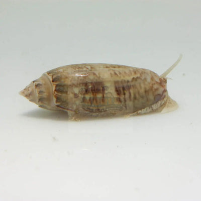 Explore Snails & Molluscs Collection – Marine World Aquatics