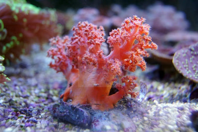 Discover Enchanting Soft Corals