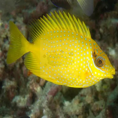 Yellow Rabbit Fish - Vivid Aquarium Fish – Marine World Aquatics