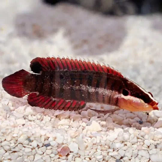 Spiny Finned Basslet (Belonepterygion fasciolatum) - Marine World ...