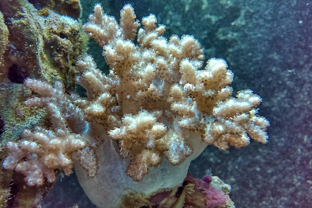 Staghorn Soft Coral - Marine World Aquatics