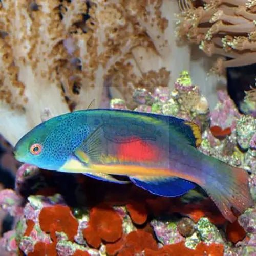 Velvet Dwarf Parrot Red Patch (Cirrhilabrus scottorum) - Marine World ...