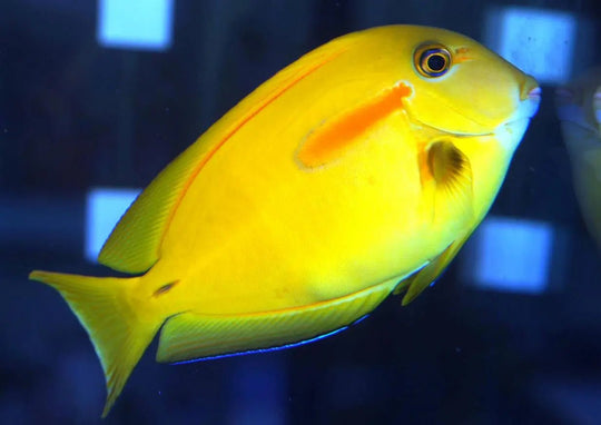 Orange Shoulder Tang: J - Melanesia – Marine World Aquatics