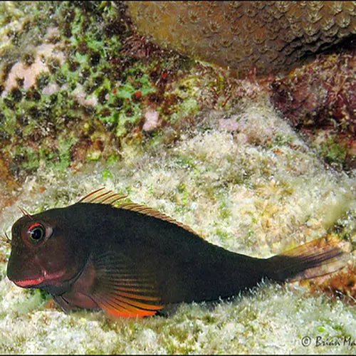 Caribbean Red Lip Blenny (Ophioblennius atlanticus) – Marine World Aquatics