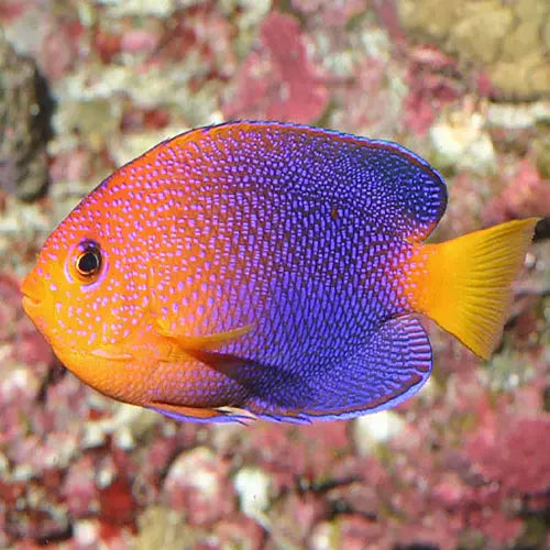 Japanese Angel (Centropyge interruptus) - Marine World Aquatics