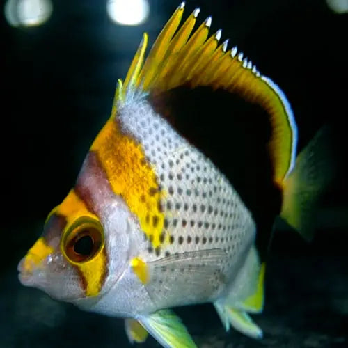Marqesian Butterfly (Chaetodon declivis) - Marine World Aquatics