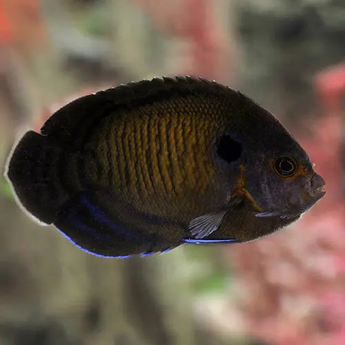 Midnight Angel - Melanesia (Centropyge nox) - Marine World Aquatics