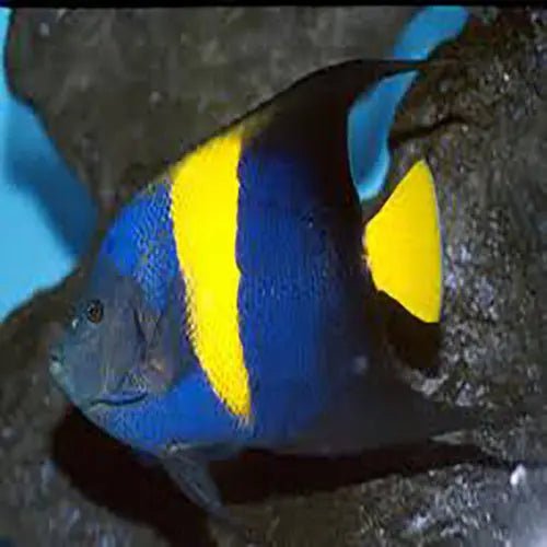 Asfur Angel for Marine Aquarium – Marine World Aquatics