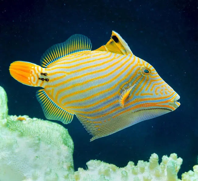 Undulatus Trigger Fish - Striking Orange Stripes – Marine World Aquatics