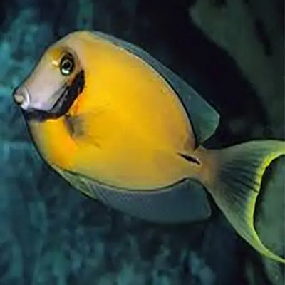 Clown Tang for Sale | Marine World Aquatics